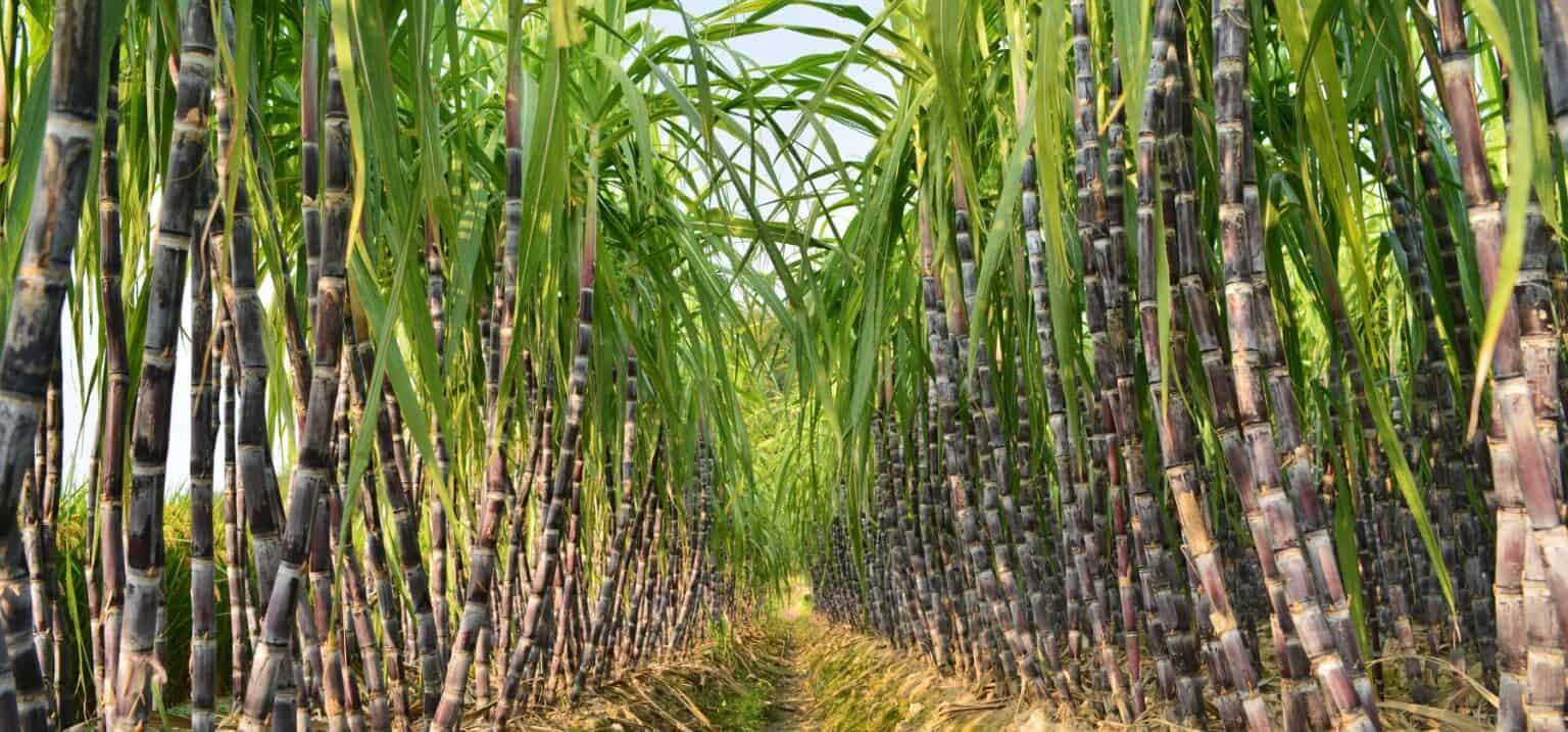 24/25 Brazilian Sugar Cane Crop Season Begins Strong