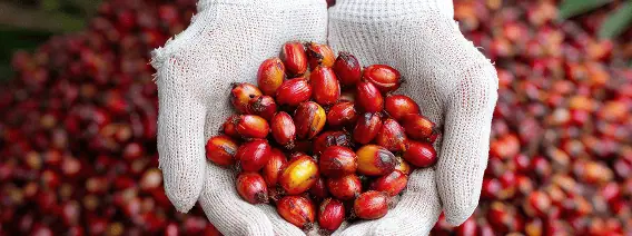 Vegetable oils hold firm on crude rebound and biofuel demand | Vesper