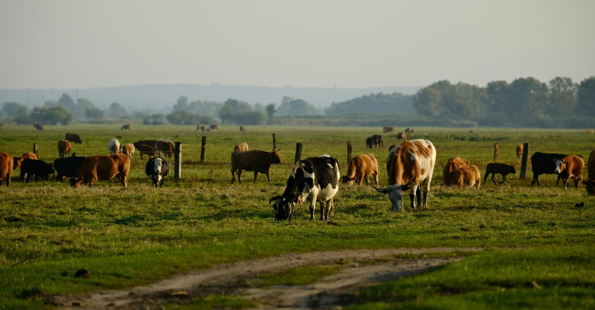 US beef cattle on feed placements decline 5.4% in December