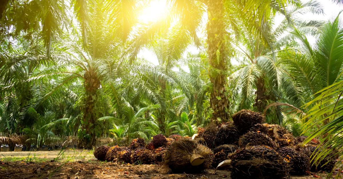 Palm oil prices rise on strong January exports as Indian