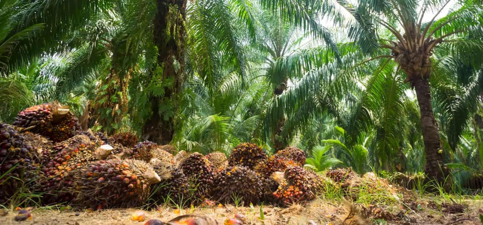 Crude palm oil prices inch up on the MPOB report | Vesper